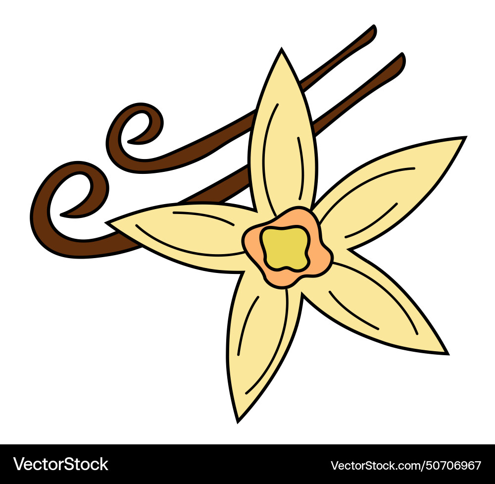 Vanilla flower and pod spice condiment herb Vector Image