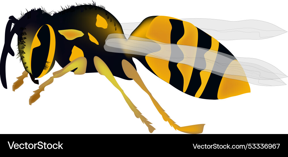 Yellow jacket wasp flying with motion blur Vector Image