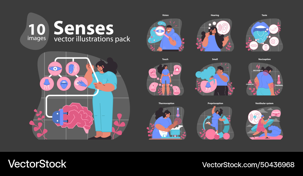 Senses set human sensory organs and functions Vector Image