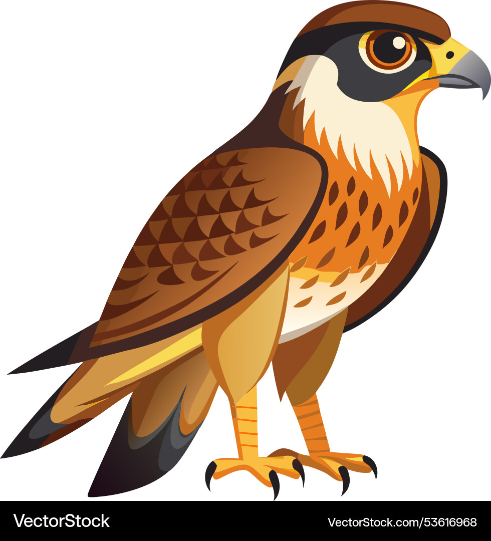 Sparrowhawk line art Royalty Free Vector Image
