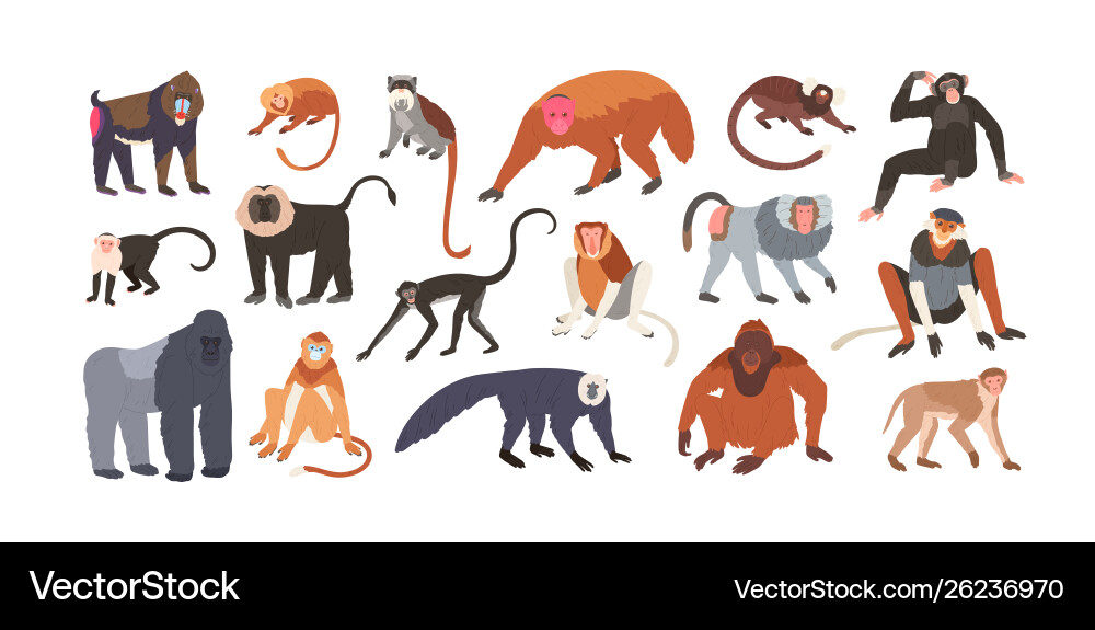 Collection cute funny exotic monkeys and apes Vector Image