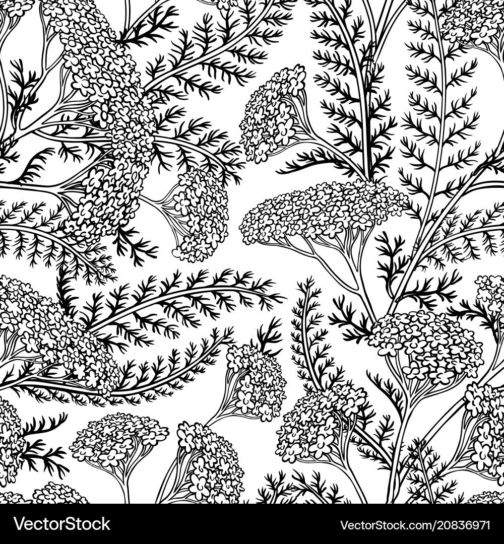 Yarrow Plant Seamless Pattern Royalty Free Vector Image