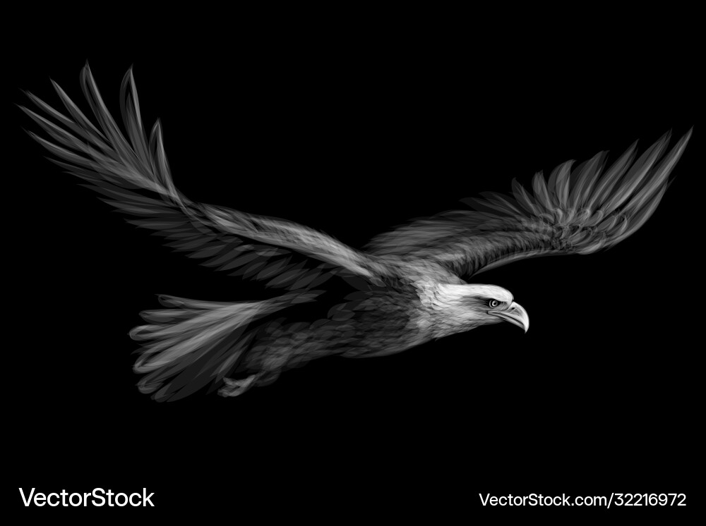 Soaring bald eagle win Royalty Free Vector Image