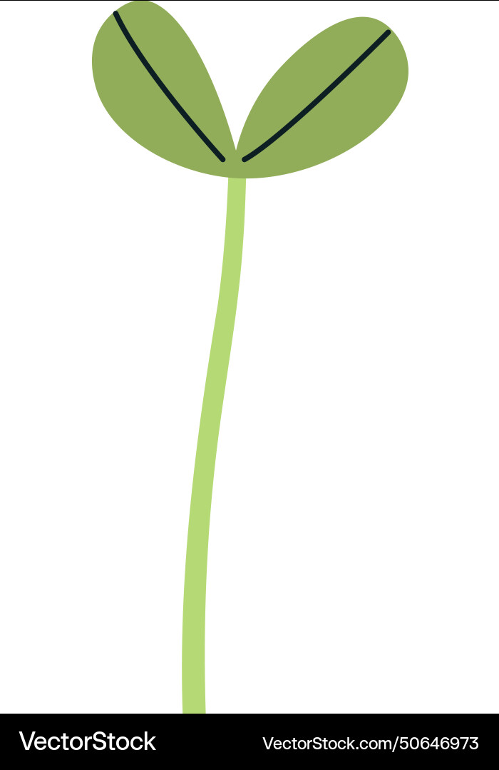Sunflower plant sprout Royalty Free Vector Image