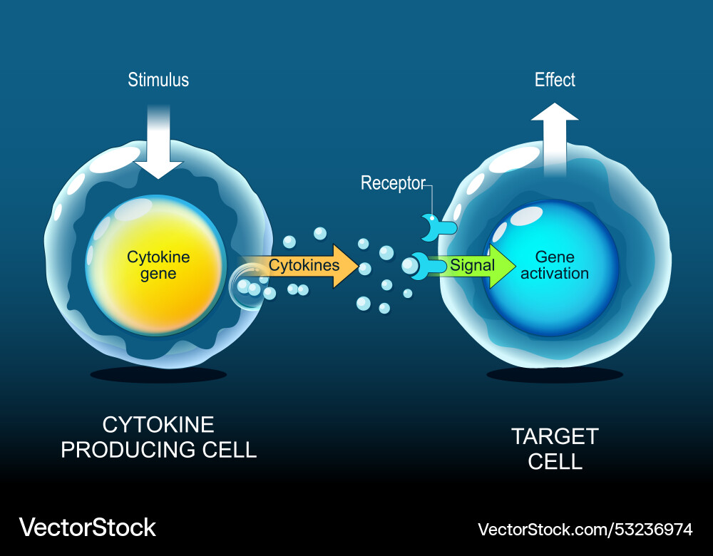 Cytokine producing cell and target Royalty Free Vector Image