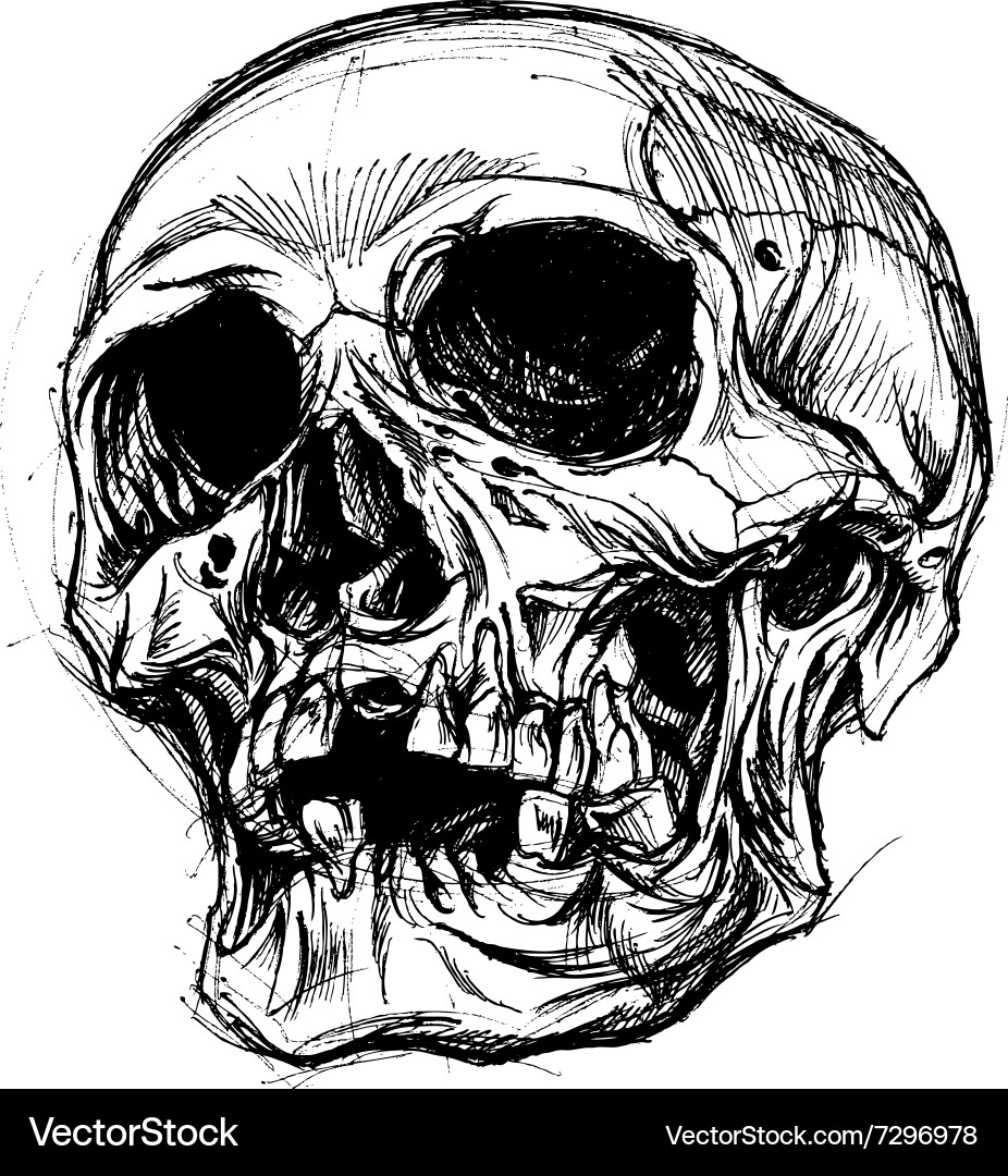 Detailed Skull Line Art Royalty Free Vector Image