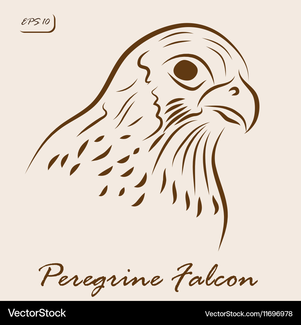 Peregrine falcon Royalty Free Vector Image - VectorStock