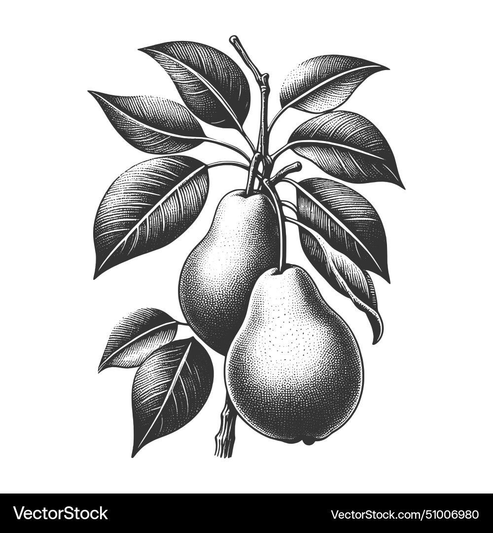 Pear branch engraving sketch Royalty Free Vector Image