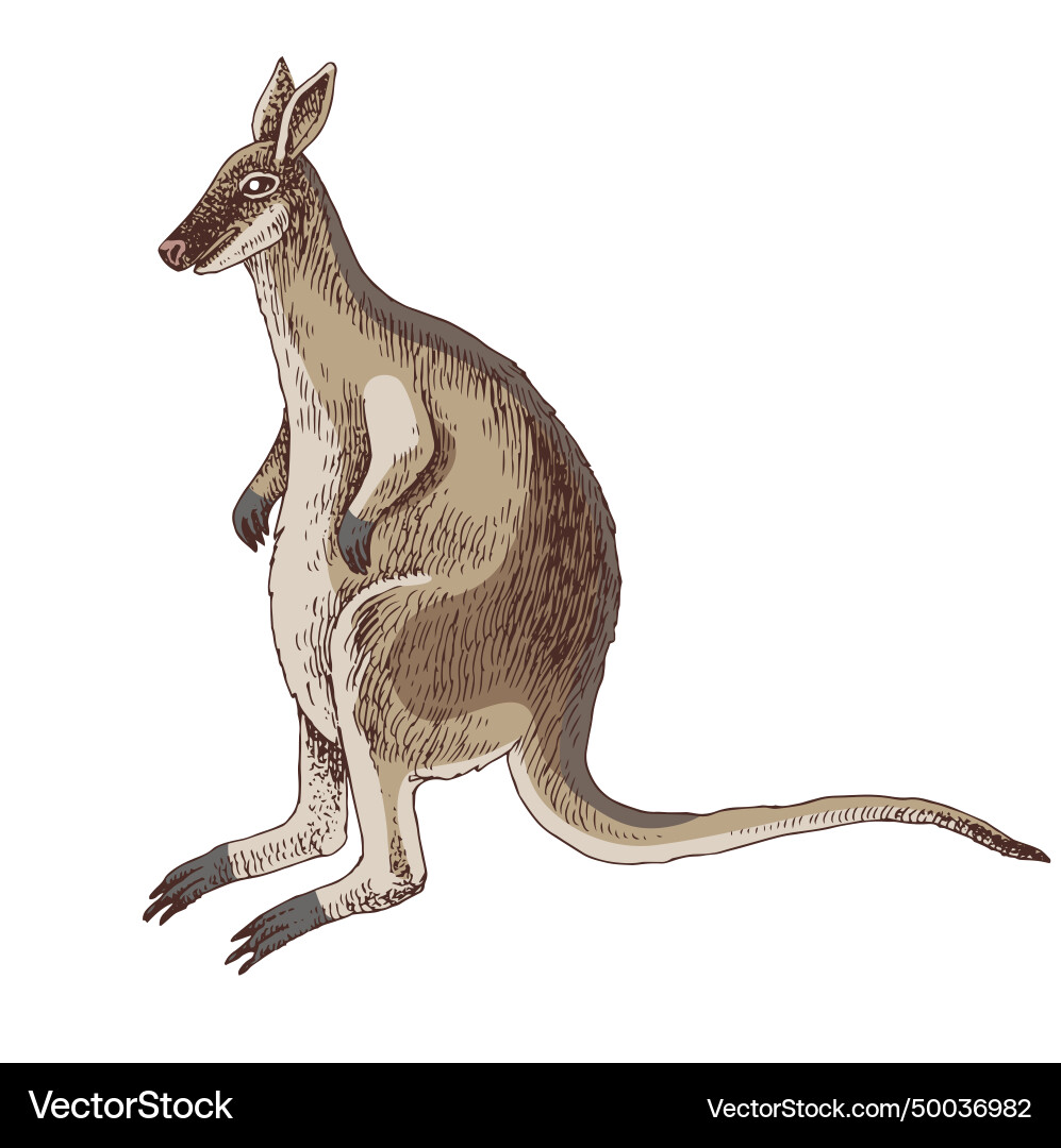 Great auk extinct flightless bird Royalty Free Vector Image