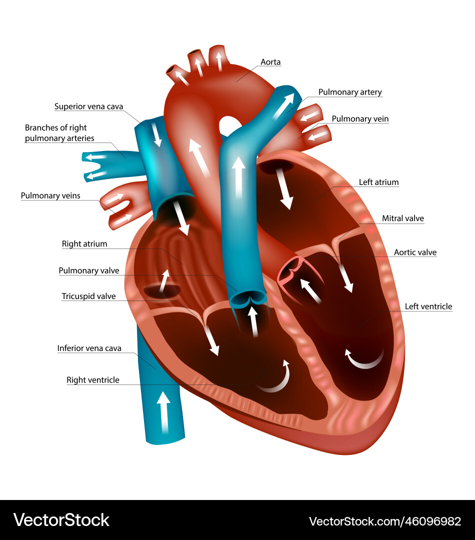 Human Heart Blood Flow Diagram Royalty Free Vector Image