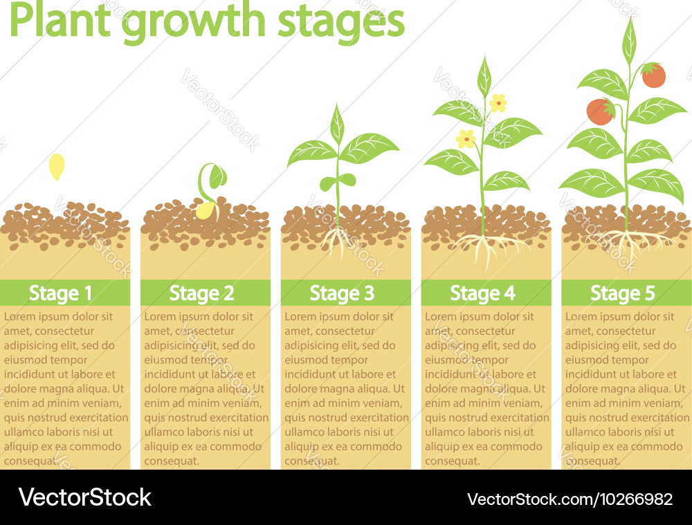 Plants growing infographic process Royalty Free Vector Image