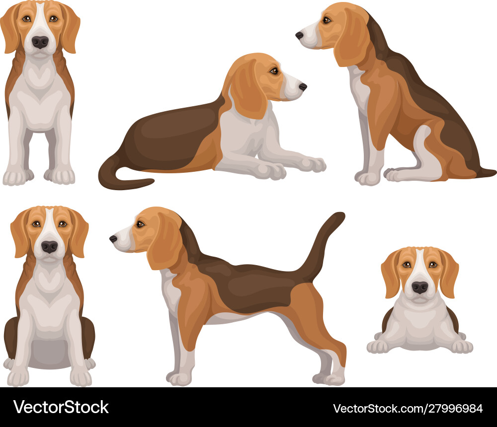 Detailed beagle dog in different poses set Vector Image