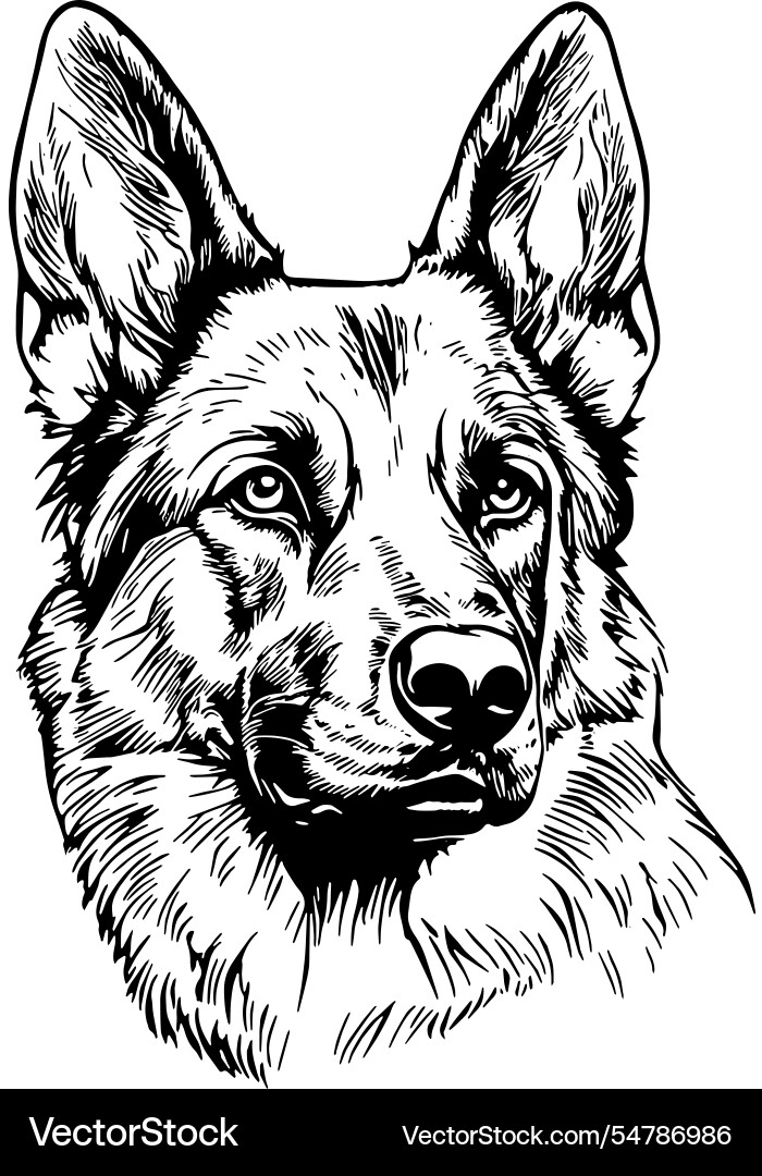 German shepherd dog Royalty Free Vector Image - VectorStock