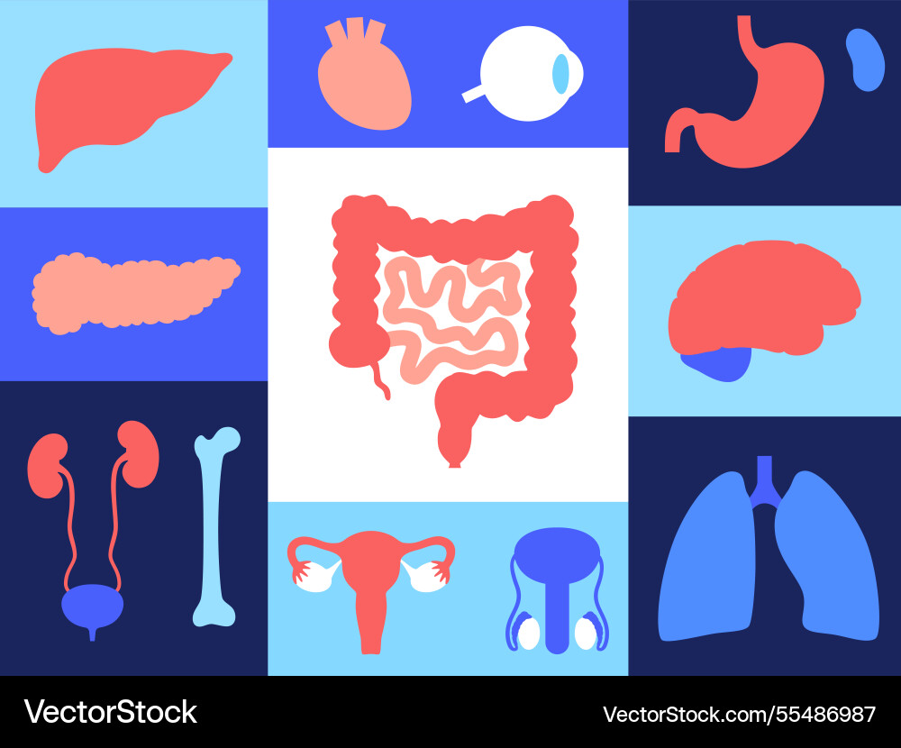 Human internal organs Royalty Free Vector Image