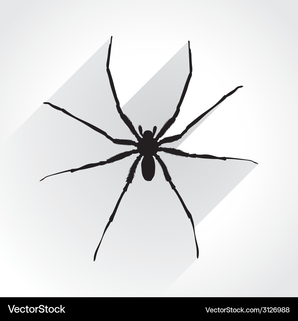 Spider Royalty Free Vector Image - VectorStock