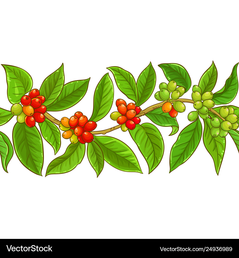 Coffee branches pattern on white background Vector Image