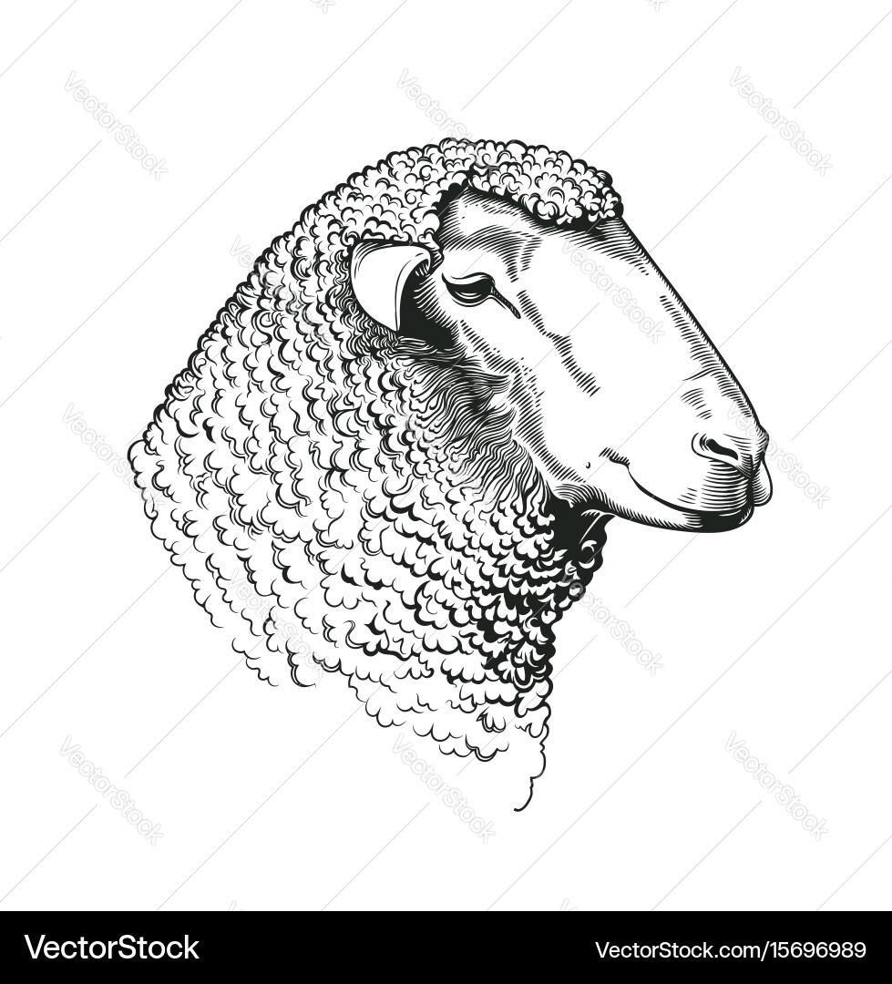 Vintage Merino Ram Head Royalty Free Vector Image