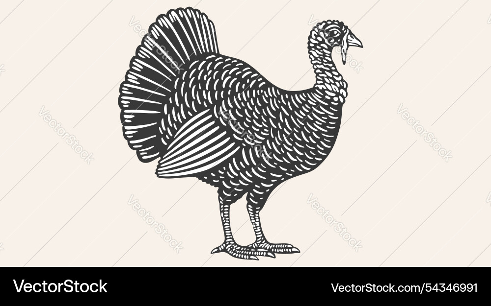 Turkey vintage retro print Royalty Free Vector Image