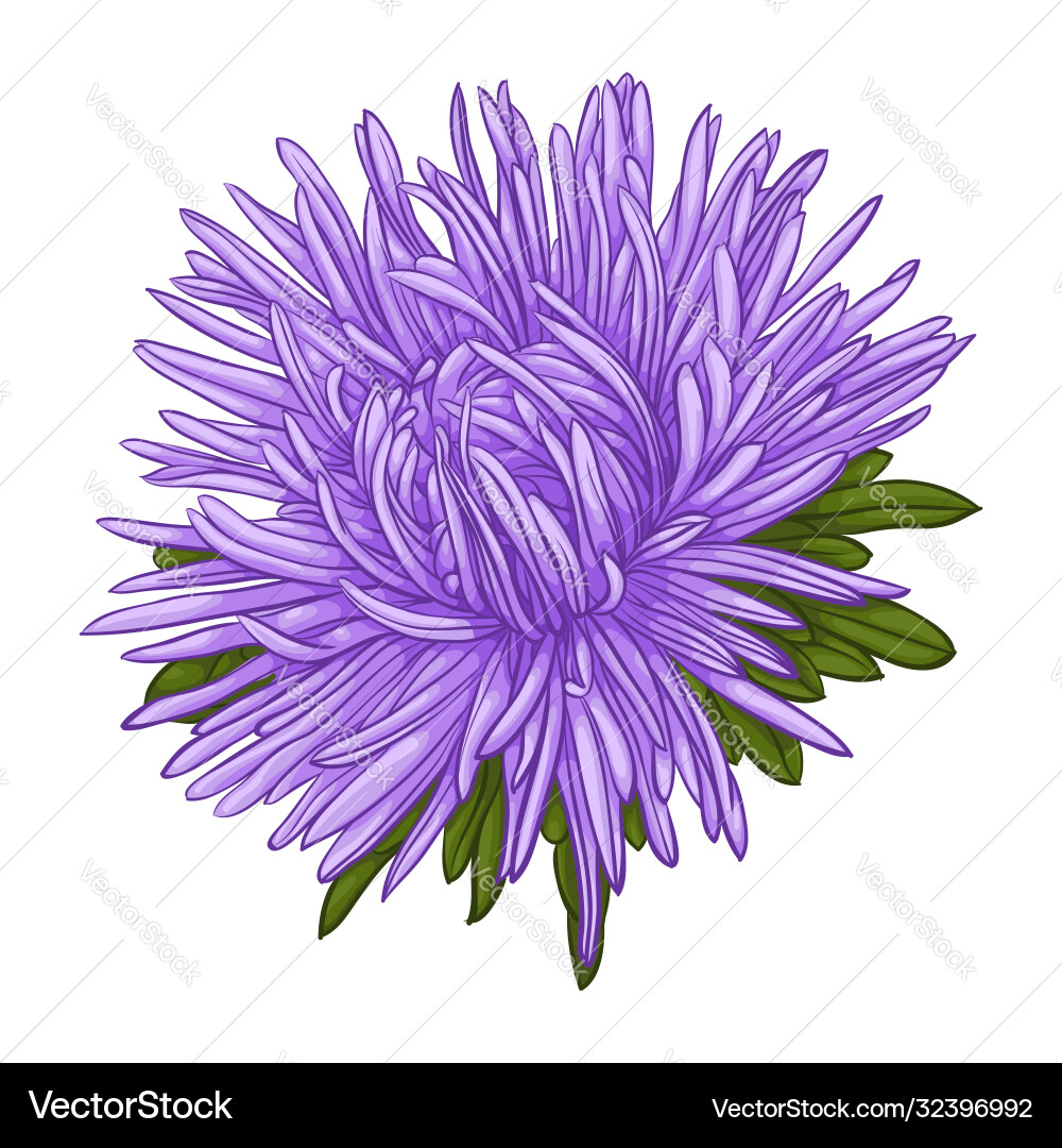 Beautiful blue aster isolated on white background Vector Image
