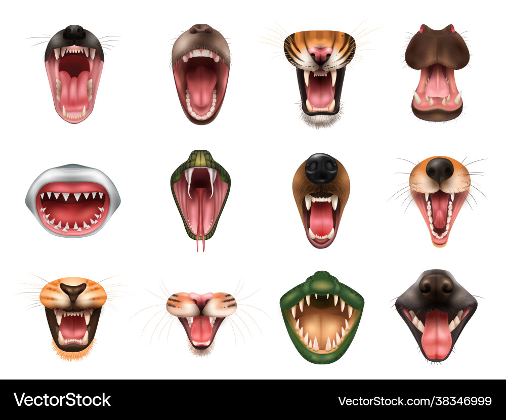 Animal mouth set Royalty Free Vector Image - VectorStock