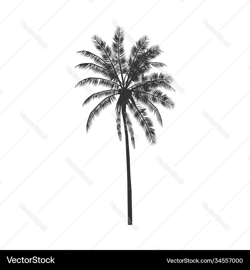 Palm tree Royalty Free Vector Image - VectorStock