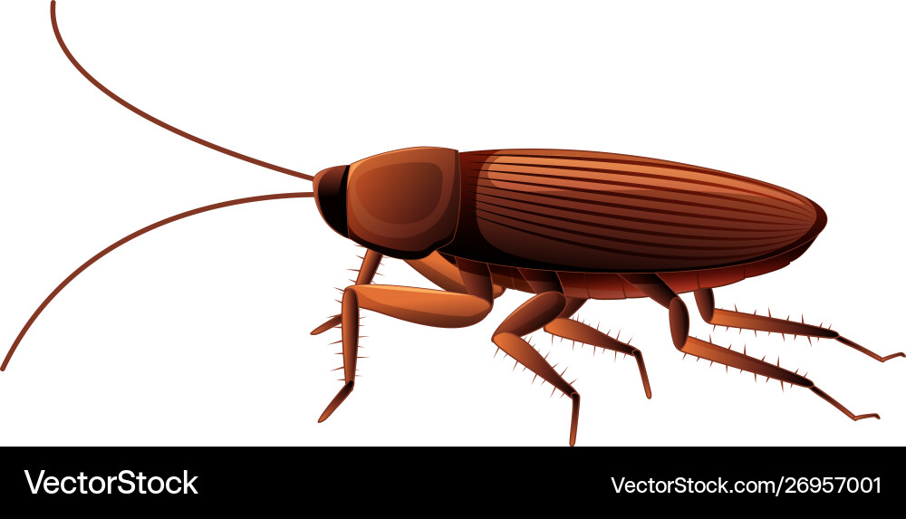 Cockroach on white background Royalty Free Vector Image