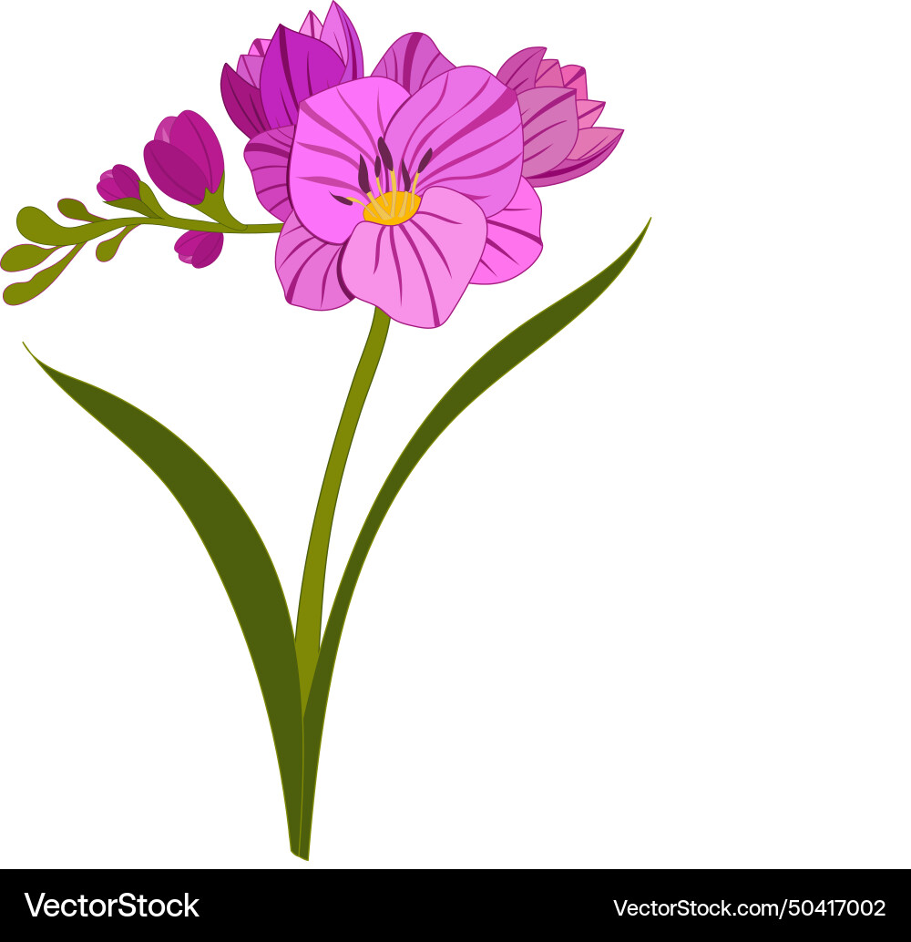 Freesia pink flower Royalty Free Vector Image - VectorStock