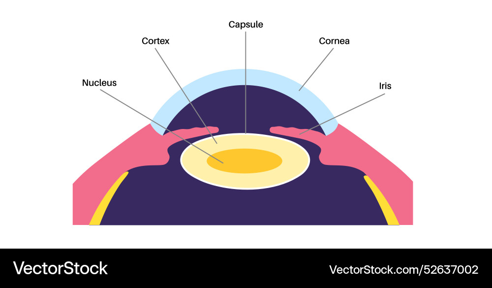 Human eye lens Royalty Free Vector Image - VectorStock