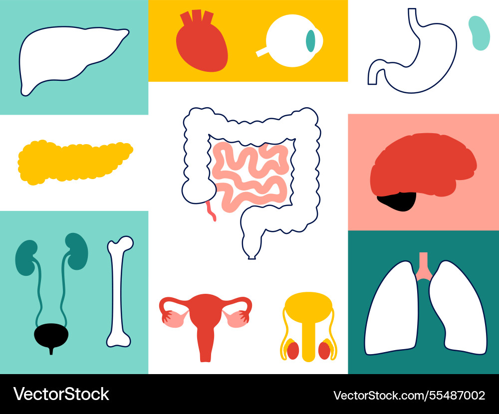 Human internal organs Royalty Free Vector Image