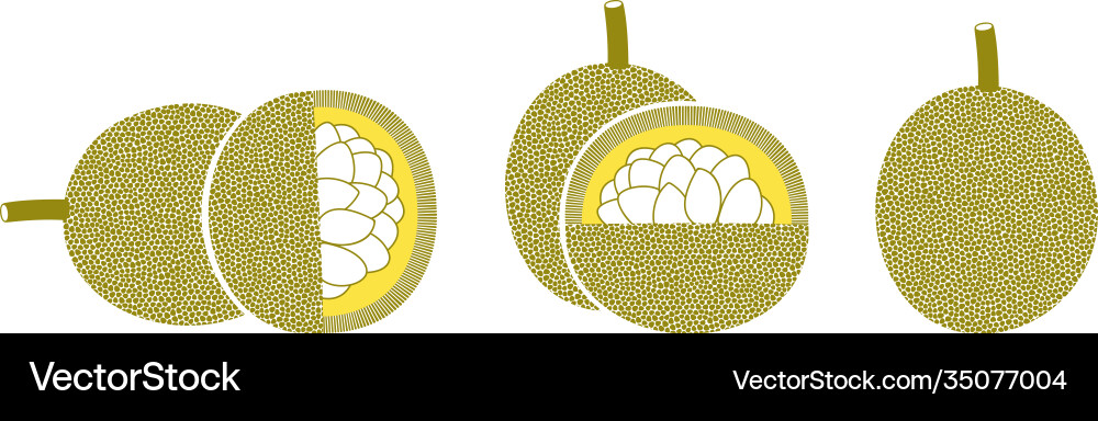 Marang Royalty Free Vector Image - VectorStock