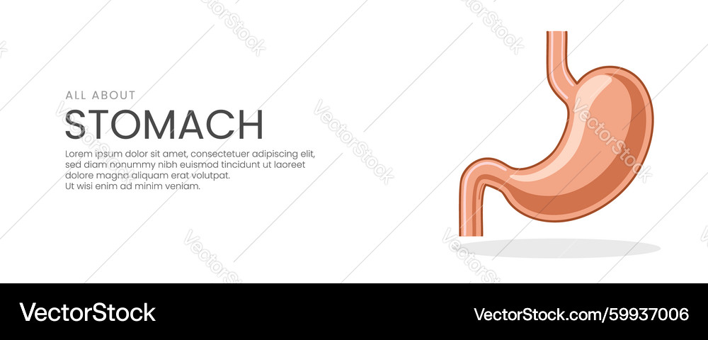 Human Stomach Anatomy Banner Royalty Free Vector Image