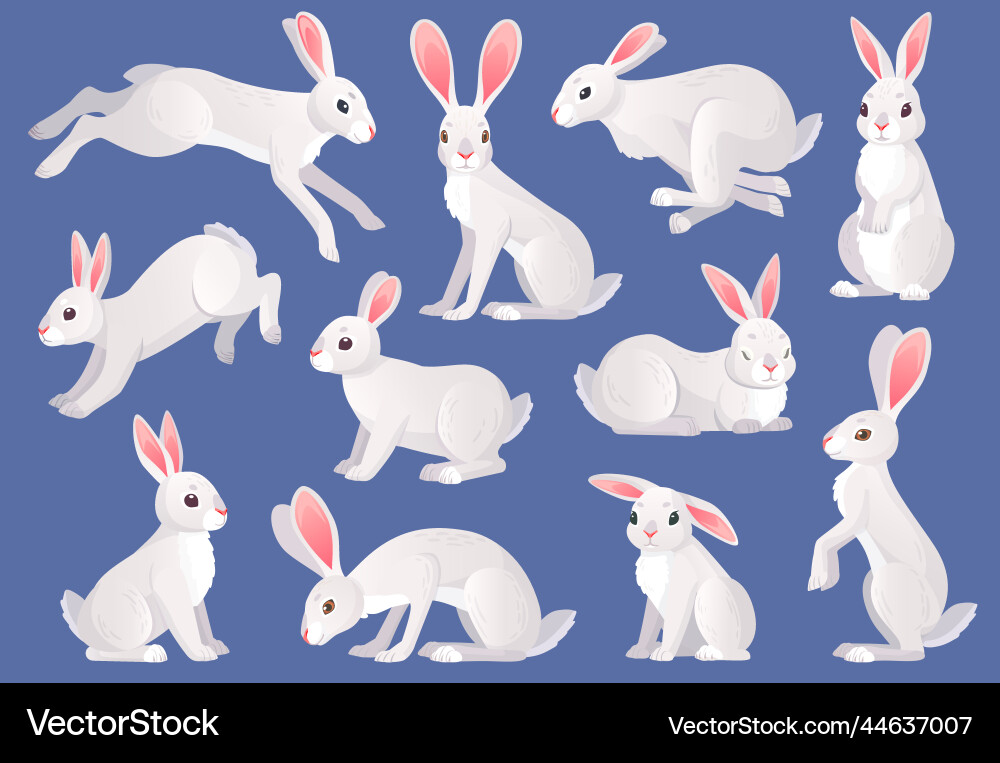 Snow hares white furry hare or rabbit pets wild Vector Image