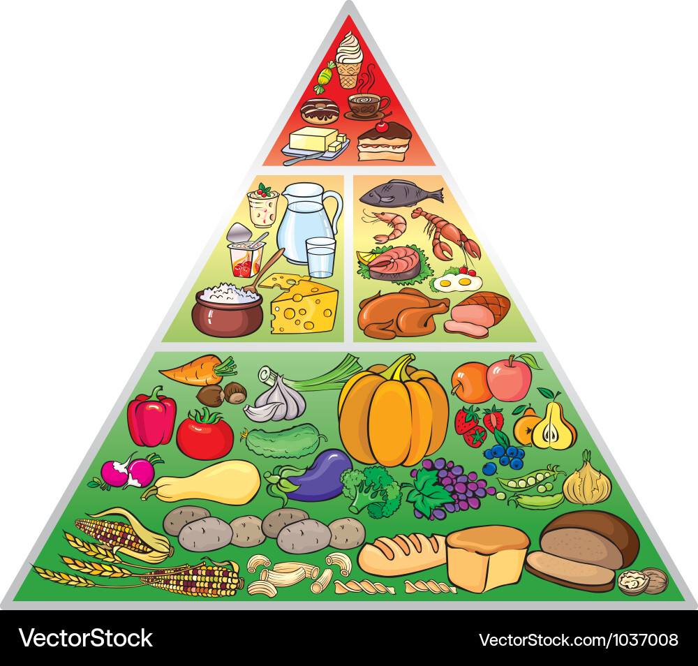 Food pyramid Royalty Free Vector Image - VectorStock