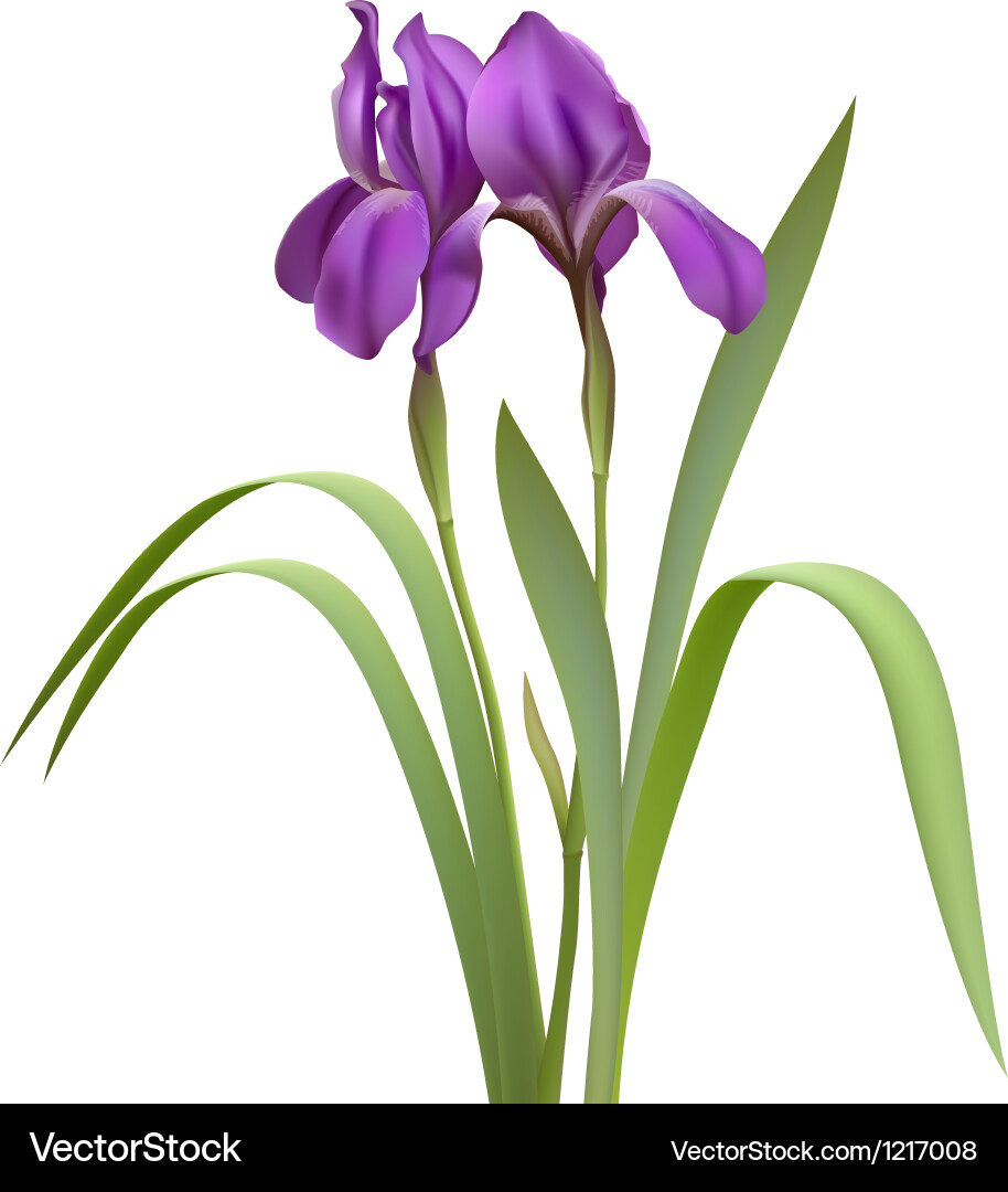 Purple Iris Flower Vector Images (over 1,100)