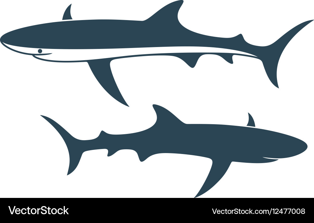Shark Royalty Free Vector Image - VectorStock