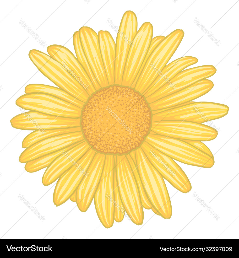 Beautiful yellow daisy flower with effect Vector Image