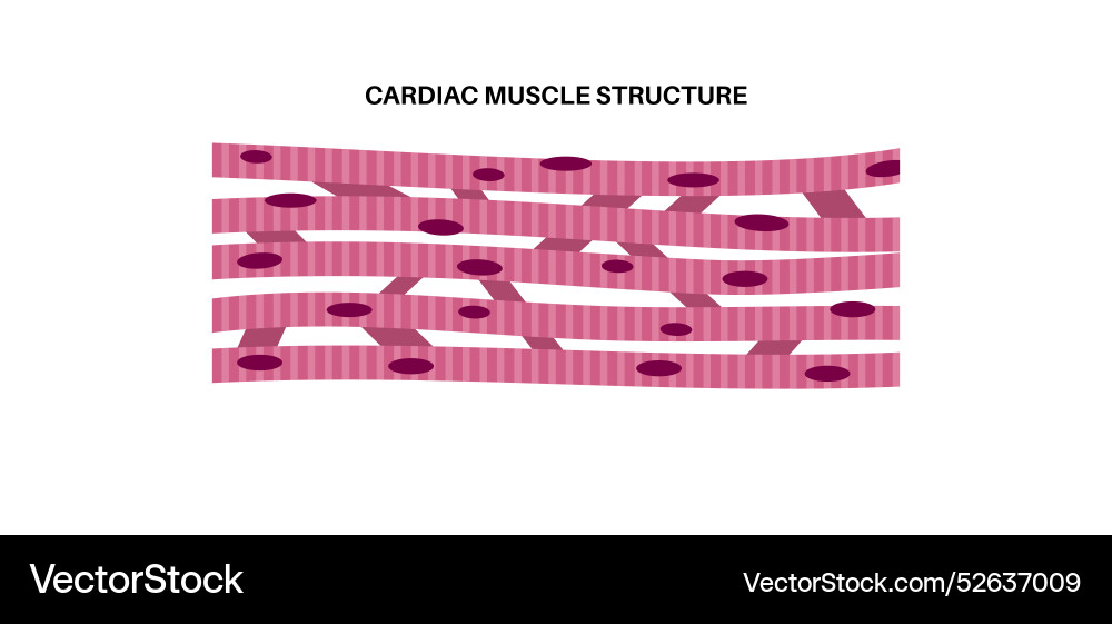 Cardiac muscle tissue Royalty Free Vector Image