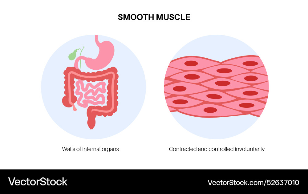 Smooth muscle tissue Royalty Free Vector Image