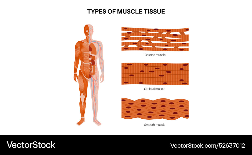 Human muscle tissues Royalty Free Vector Image