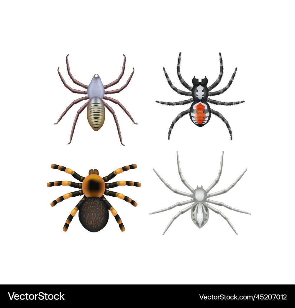 Spiders top view scary realistic toxic Royalty Free Vector
