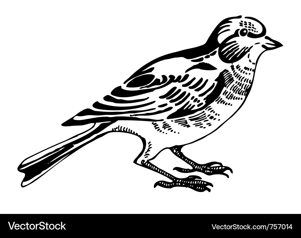 Linnet bird sketch drawing Royalty Free Vector Image