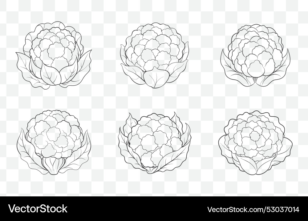 Print cauliflower line art set Royalty Free Vector Image