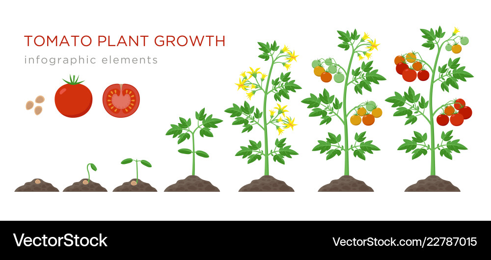 Tomato Plant Growth Stages Royalty Free Vector Image