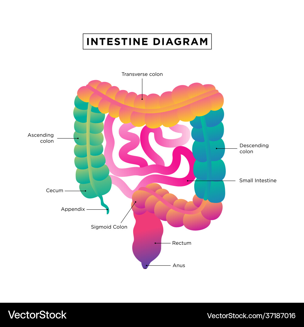Digestive System Anatomy - Colon & Small Intestine