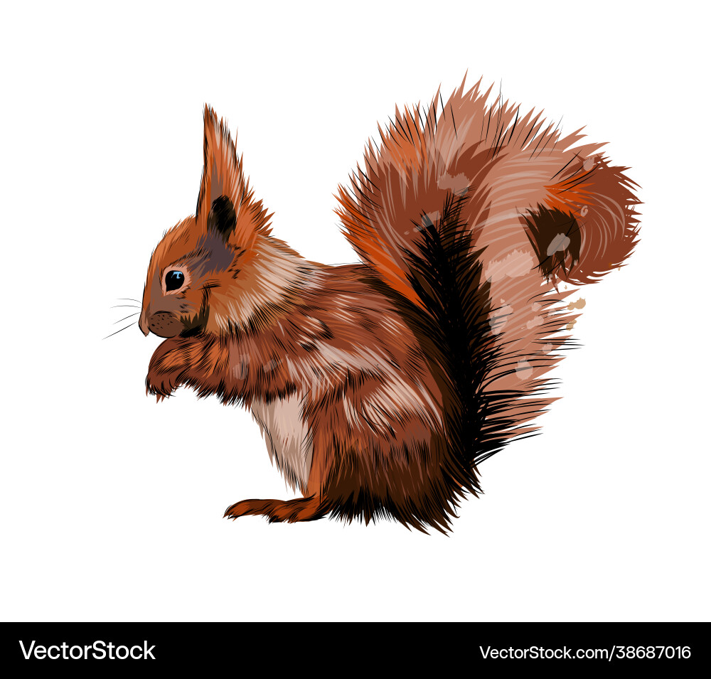 Eurasian red squirrel from a splash watercolor Vector Image