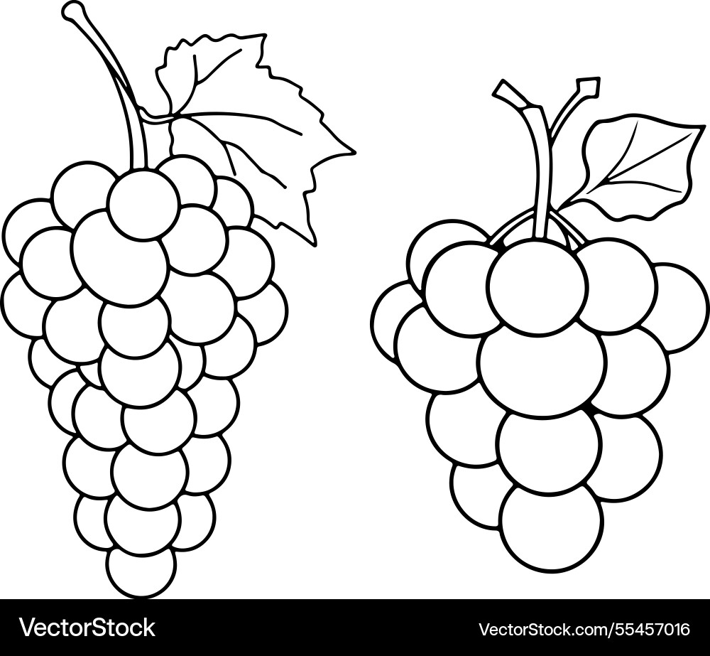 Grape line art Royalty Free Vector Image - VectorStock