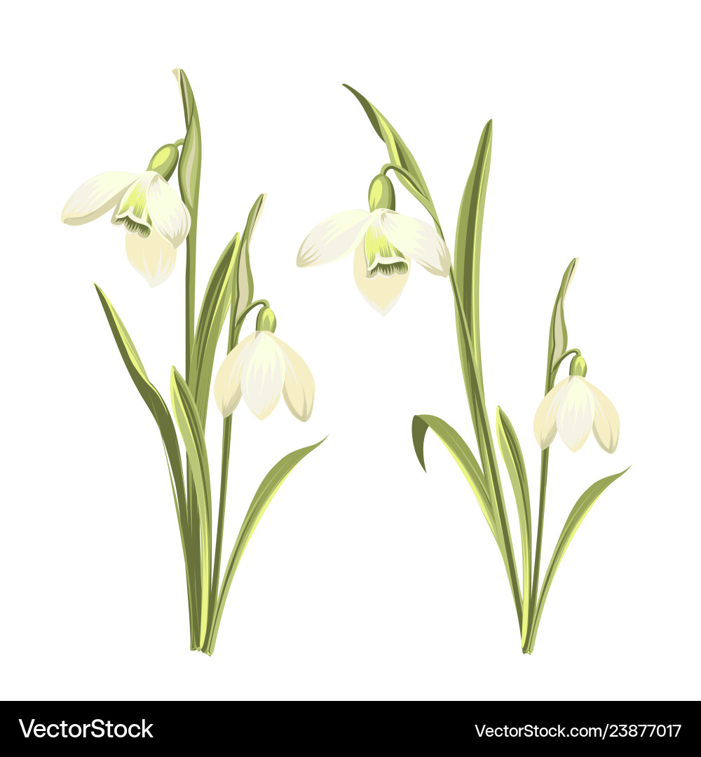 Snowdrop Flowers Botanical Set Royalty Free Vector Image