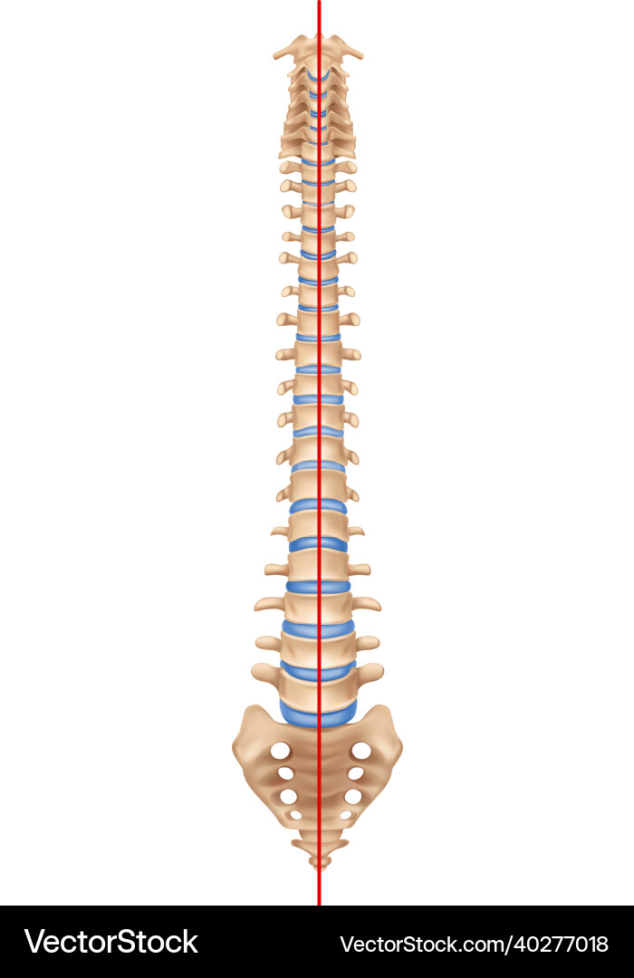 Normal human spine composition Royalty Free Vector Image