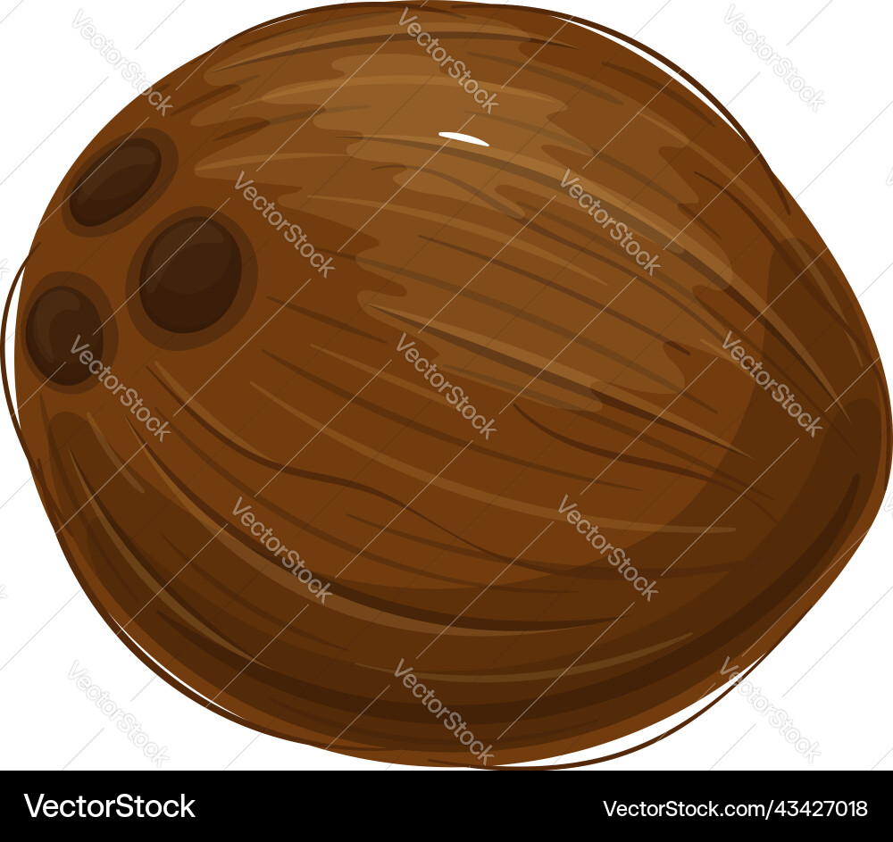 Whole coconut Royalty Free Vector Image - VectorStock