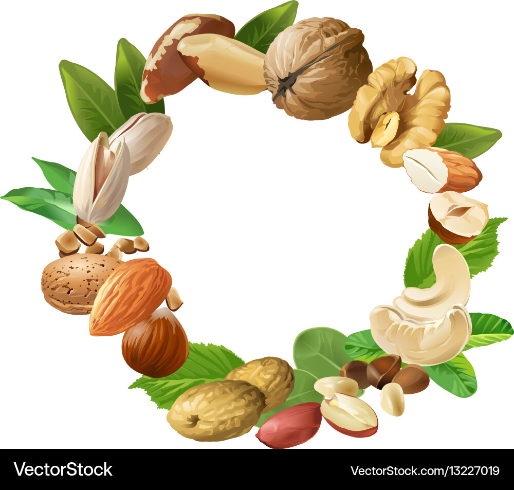 Nuts Royalty Free Vector Image - VectorStock